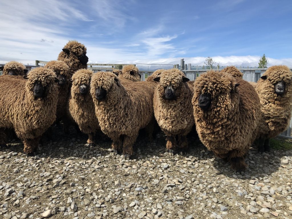 Hoggets - Black Sheep Products